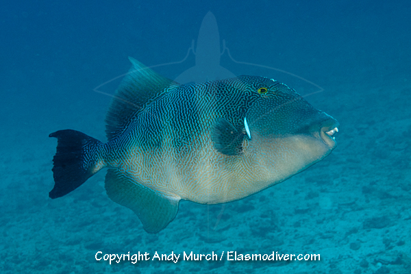 Juvenile Queen Triggerfish